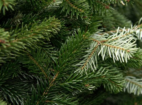 Our Trees - Norfolk Christmas Trees